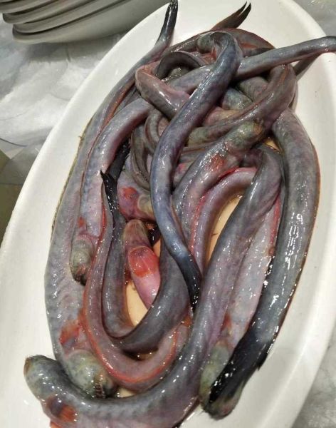 狼鱼条图片_狼鱼条怎么做好吃-第1张图片-山城妙识 狼鱼条图片_狼鱼条怎么做好吃-第1张图片-山城妙识