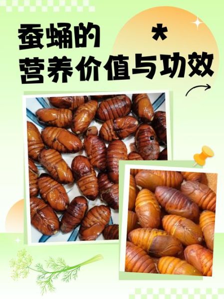 桑蚕蛹的功效与作用_桑蚕蛹怎么吃效果最好-第1张图片-山城妙识 桑蚕蛹的功效与作用_桑蚕蛹怎么吃效果最好-第1张图片-山城妙识