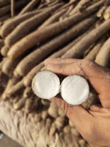 白山药的功效与作用_白山药怎么吃效果最好-第3张图片-山城妙识 白山药的功效与作用_白山药怎么吃效果最好-第3张图片-山城妙识