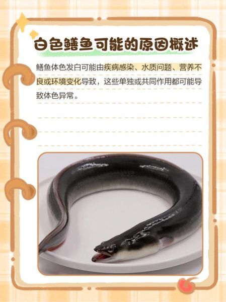 广东白鳝鱼多少钱一斤_白鳝鱼价格走势-第2张图片-山城妙识 广东白鳝鱼多少钱一斤_白鳝鱼价格走势-第2张图片-山城妙识