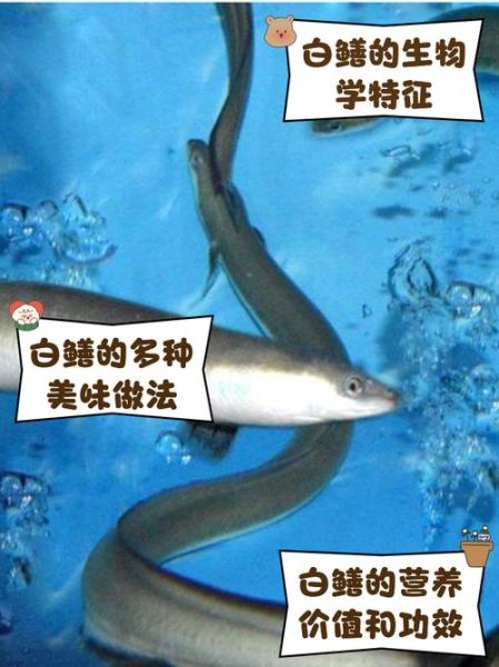 广东白鳝鱼多少钱一斤_白鳝鱼价格走势-第1张图片-山城妙识 广东白鳝鱼多少钱一斤_白鳝鱼价格走势-第1张图片-山城妙识