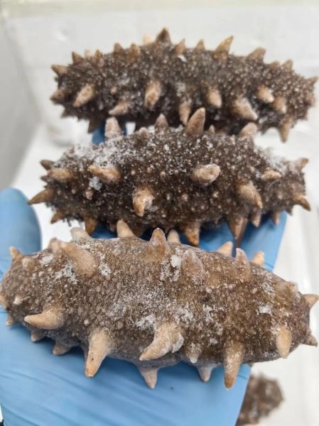 辽参多少钱一斤_辽参和海参的区别-第2张图片-山城妙识 辽参多少钱一斤_辽参和海参的区别-第2张图片-山城妙识