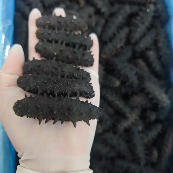 辽参多少钱一斤_辽参和海参的区别-第1张图片-山城妙识 辽参多少钱一斤_辽参和海参的区别-第1张图片-山城妙识