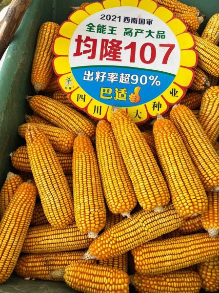 玉米种子十大品种_哪个高产又抗病-第1张图片-山城妙识 玉米种子十大品种_哪个高产又抗病-第1张图片-山城妙识