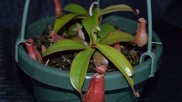 血腥玛丽怎么召唤_血腥玛丽是真的吗-第1张图片-山城妙识 血腥玛丽怎么召唤_血腥玛丽是真的吗-第1张图片-山城妙识