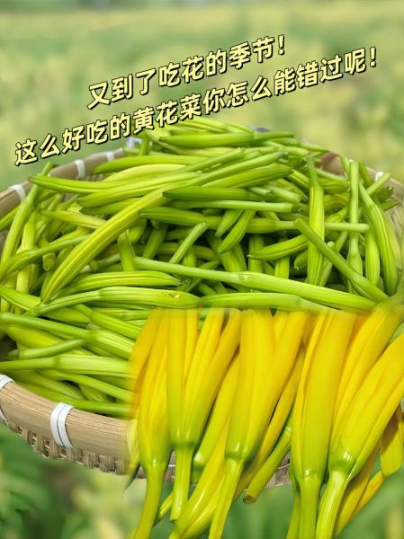 新鲜黄花菜怎么处理_新鲜黄花菜有毒吗-第3张图片-山城妙识 新鲜黄花菜怎么处理_新鲜黄花菜有毒吗-第3张图片-山城妙识