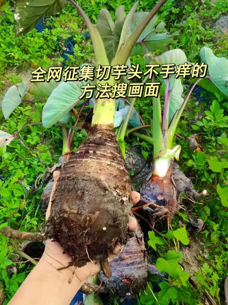 削芋头手痒怎么办_快速止痒小妙招-第1张图片-山城妙识 削芋头手痒怎么办_快速止痒小妙招-第1张图片-山城妙识