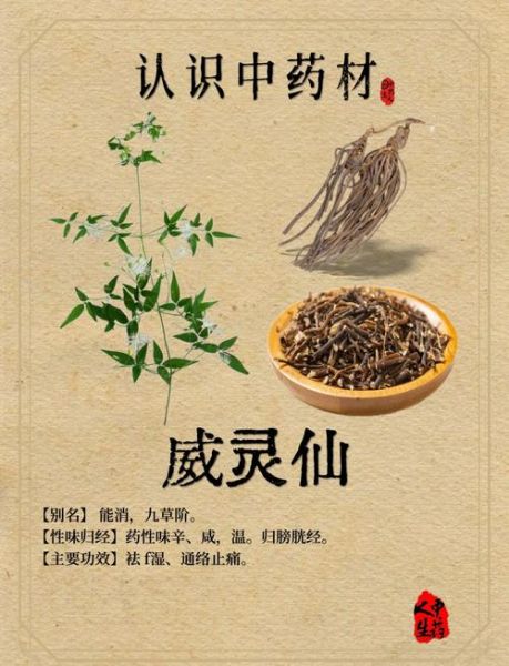 威灵仙治痛风最佳配方_痛风发作怎么快速止痛-第1张图片-山城妙识 威灵仙治痛风最佳配方_痛风发作怎么快速止痛-第1张图片-山城妙识