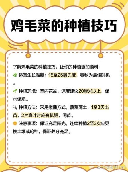 鸡毛菜怎么种植_鸡毛菜种植时间和方法-第1张图片-山城妙识 鸡毛菜怎么种植_鸡毛菜种植时间和方法-第1张图片-山城妙识