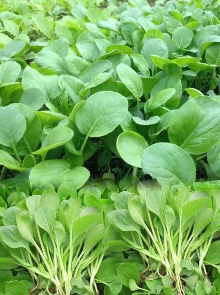 鸡毛菜怎么种植_鸡毛菜种植时间和方法-第3张图片-山城妙识 鸡毛菜怎么种植_鸡毛菜种植时间和方法-第3张图片-山城妙识