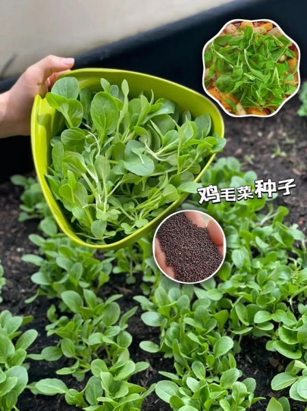 鸡毛菜怎么种植_鸡毛菜种植时间和方法-第2张图片-山城妙识 鸡毛菜怎么种植_鸡毛菜种植时间和方法-第2张图片-山城妙识