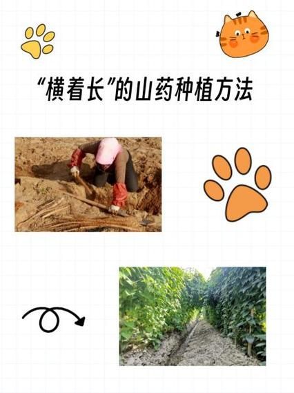 山药怎么种_山药家庭种植方法-第2张图片-山城妙识 山药怎么种_山药家庭种植方法-第2张图片-山城妙识