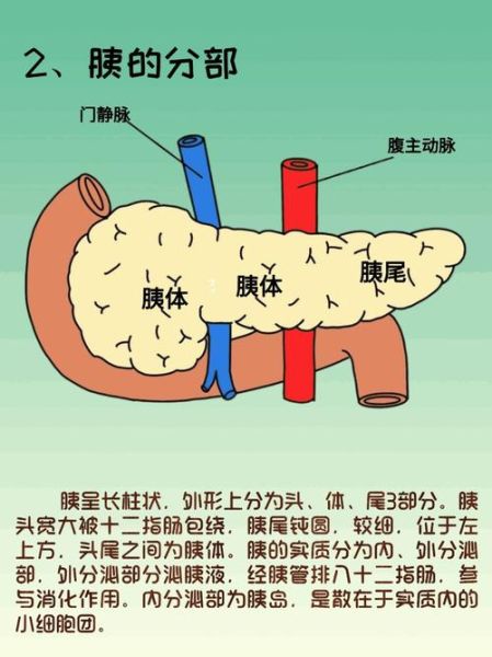 猪胰腺图片_猪胰腺解剖结构图怎么看-第3张图片-山城妙识 猪胰腺图片_猪胰腺解剖结构图怎么看-第3张图片-山城妙识