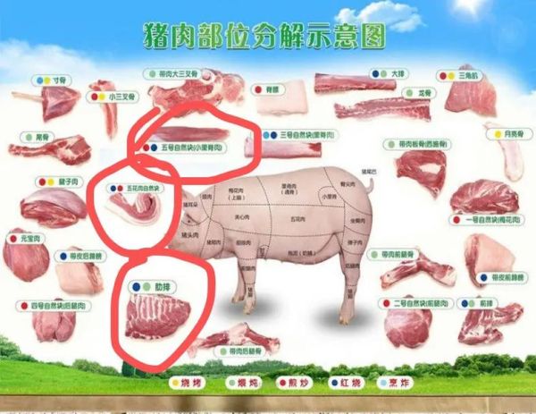 猪胰腺图片_猪胰腺解剖结构图怎么看-第2张图片-山城妙识 猪胰腺图片_猪胰腺解剖结构图怎么看-第2张图片-山城妙识