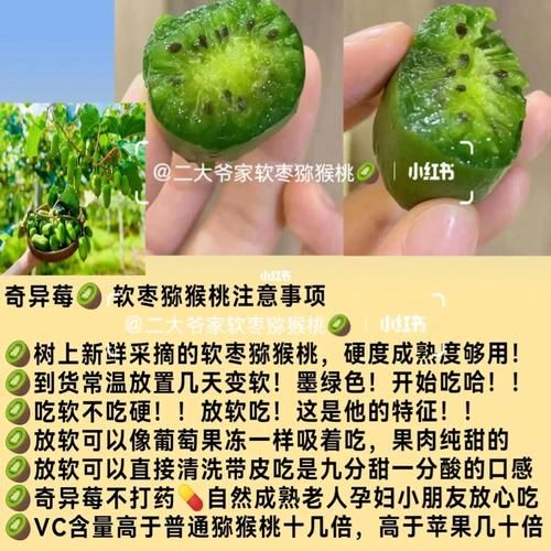 软枣猕猴桃的功效与作用_软枣猕猴桃怎么吃最好-第1张图片-山城妙识 软枣猕猴桃的功效与作用_软枣猕猴桃怎么吃最好-第1张图片-山城妙识