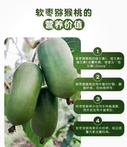 软枣猕猴桃的功效与作用_软枣猕猴桃怎么吃最好-第2张图片-山城妙识 软枣猕猴桃的功效与作用_软枣猕猴桃怎么吃最好-第2张图片-山城妙识