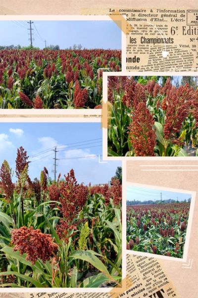 高粱种植技术_高粱亩产多少斤-第1张图片-山城妙识 高粱种植技术_高粱亩产多少斤-第1张图片-山城妙识