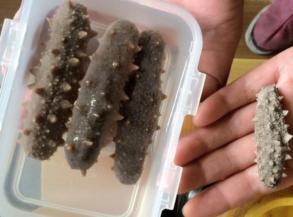 怎样发海参最好_海参泡发全过程视频-第2张图片-山城妙识 怎样发海参最好_海参泡发全过程视频-第2张图片-山城妙识