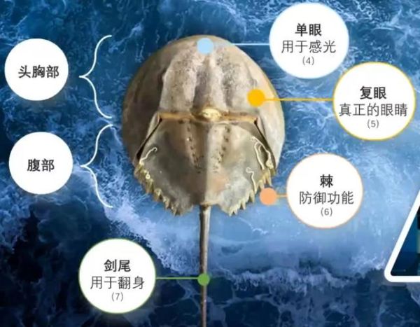 鲎虫和尸鲎的区别_鲎虫是尸鲎吗-第2张图片-山城妙识 鲎虫和尸鲎的区别_鲎虫是尸鲎吗-第2张图片-山城妙识