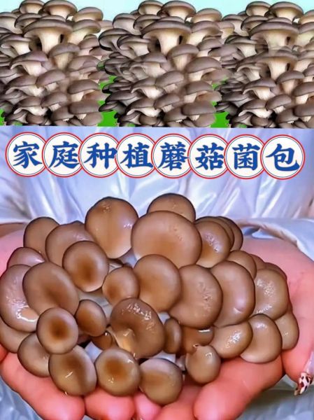 蘑菇种植技术视频_怎么在家种蘑菇-第1张图片-山城妙识 蘑菇种植技术视频_怎么在家种蘑菇-第1张图片-山城妙识