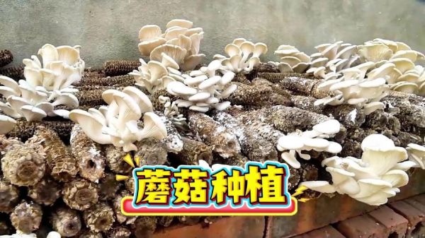 蘑菇种植技术视频_怎么在家种蘑菇-第2张图片-山城妙识 蘑菇种植技术视频_怎么在家种蘑菇-第2张图片-山城妙识