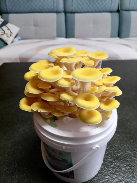 蘑菇种植技术视频_怎么在家种蘑菇-第3张图片-山城妙识 蘑菇种植技术视频_怎么在家种蘑菇-第3张图片-山城妙识