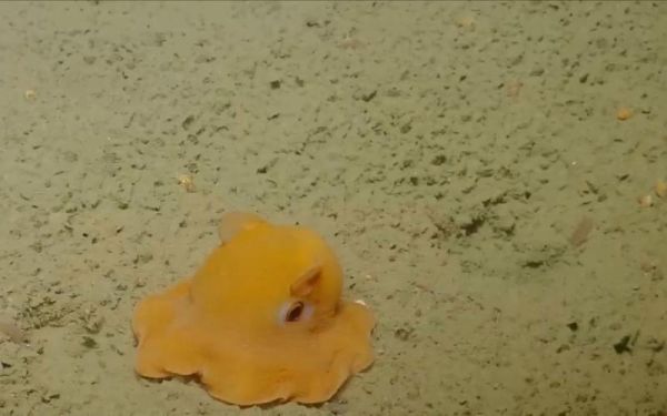 烙饼章鱼可以养吗_烙饼章鱼饲养条件-第1张图片-山城妙识 烙饼章鱼可以养吗_烙饼章鱼饲养条件-第1张图片-山城妙识