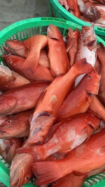 东星斑鱼多少钱一斤_东星斑鱼价格为什么贵-第2张图片-山城妙识 东星斑鱼多少钱一斤_东星斑鱼价格为什么贵-第2张图片-山城妙识