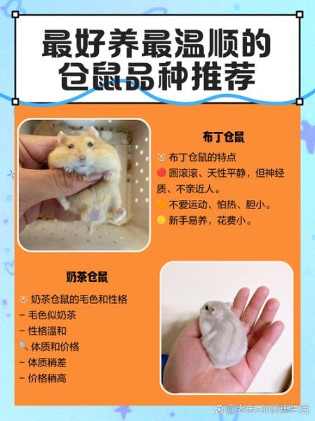 冰激淋鼠是什么_冰激淋鼠怎么养-第1张图片-山城妙识 冰激淋鼠是什么_冰激淋鼠怎么养-第1张图片-山城妙识