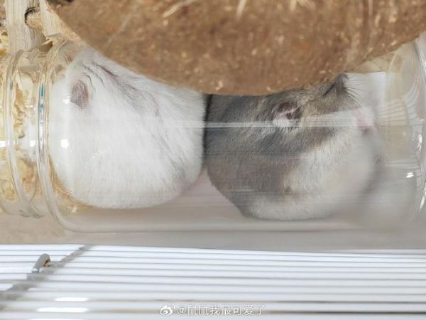 冰激淋鼠是什么_冰激淋鼠怎么养-第3张图片-山城妙识 冰激淋鼠是什么_冰激淋鼠怎么养-第3张图片-山城妙识