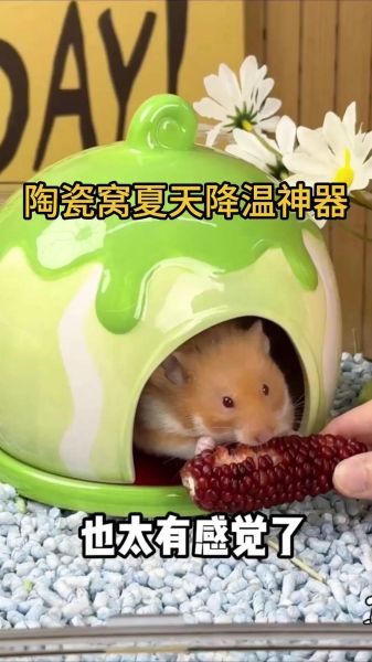 冰激淋鼠是什么_冰激淋鼠怎么养-第2张图片-山城妙识 冰激淋鼠是什么_冰激淋鼠怎么养-第2张图片-山城妙识