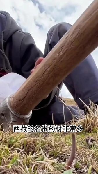 40万一斤的草药有哪些_为什么这么贵-第3张图片-山城妙识