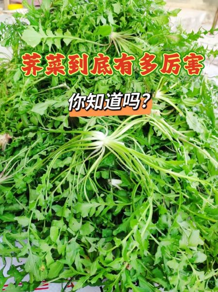 农村十大野菜有哪些_怎么吃最安全-第2张图片-山城妙识 农村十大野菜有哪些_怎么吃最安全-第2张图片-山城妙识