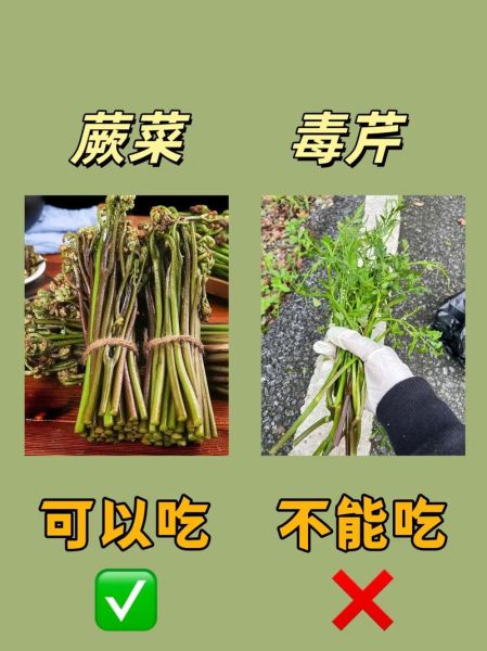 农村十大野菜有哪些_怎么吃最安全-第1张图片-山城妙识 农村十大野菜有哪些_怎么吃最安全-第1张图片-山城妙识