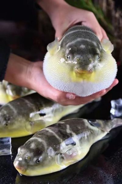 多鱼网巴巴鱼是什么_多鱼网巴巴鱼靠谱吗-第1张图片-山城妙识 多鱼网巴巴鱼是什么_多鱼网巴巴鱼靠谱吗-第1张图片-山城妙识