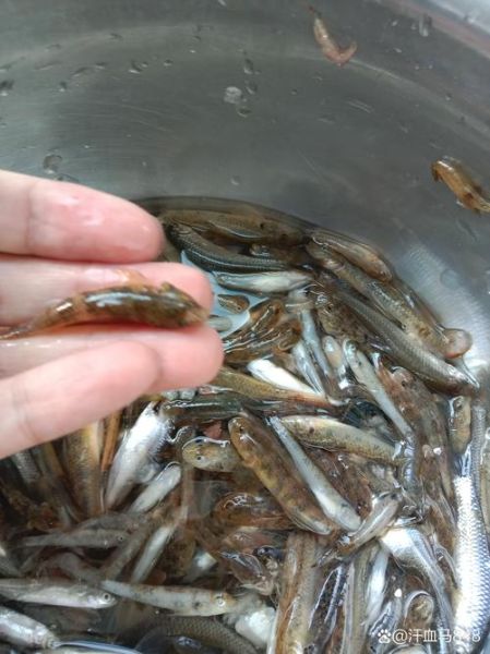 多鱼网巴巴鱼是什么_多鱼网巴巴鱼靠谱吗-第2张图片-山城妙识 多鱼网巴巴鱼是什么_多鱼网巴巴鱼靠谱吗-第2张图片-山城妙识