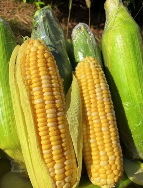 玉米没煮熟吃了会中毒吗_生吃玉米中毒风险-第1张图片-山城妙识 玉米没煮熟吃了会中毒吗_生吃玉米中毒风险-第1张图片-山城妙识