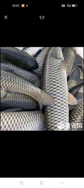 草鱼价格今日价多少钱一斤_草鱼批发最新行情-第1张图片-山城妙识 草鱼价格今日价多少钱一斤_草鱼批发最新行情-第1张图片-山城妙识