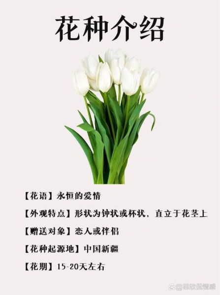 郁金香花语诗句有哪些_如何用它表达爱意-第2张图片-山城妙识