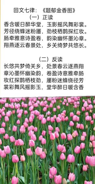 郁金香花语诗句有哪些_如何用它表达爱意-第3张图片-山城妙识