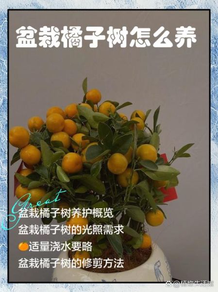 橘子树怎么种_橘子树多久结果-第2张图片-山城妙识 橘子树怎么种_橘子树多久结果-第2张图片-山城妙识