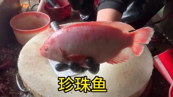 珍珠鱼怎么养_珍珠鱼饲养注意事项-第1张图片-山城妙识 珍珠鱼怎么养_珍珠鱼饲养注意事项-第1张图片-山城妙识