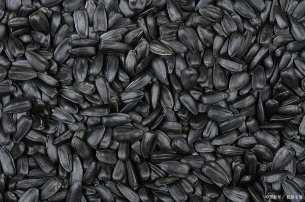 黑瓜子是什么瓜的子_黑瓜子产地在哪里-第1张图片-山城妙识 黑瓜子是什么瓜的子_黑瓜子产地在哪里-第1张图片-山城妙识