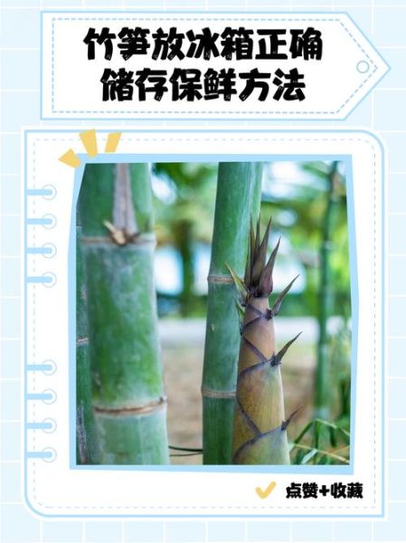 竹笋怎么保存_竹笋可以放冰箱多久-第2张图片-山城妙识