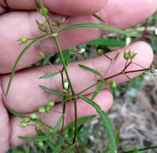 白花蛇舌草的功效与作用_白花蛇舌草能长期喝吗-第1张图片-山城妙识