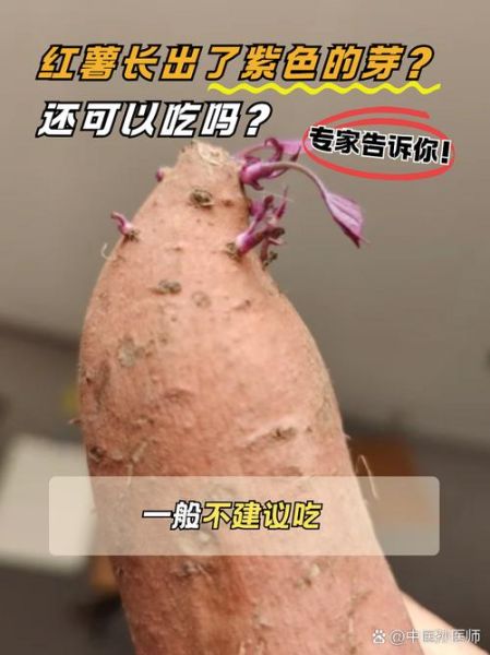 番薯长芽了还能吃吗_有毒吗-第1张图片-山城妙识 番薯长芽了还能吃吗_有毒吗-第1张图片-山城妙识