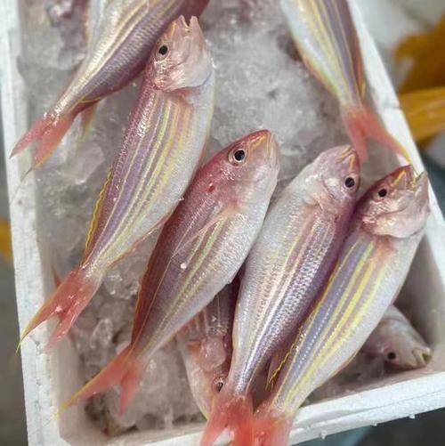 红杉鱼多少钱一斤_红杉鱼价格行情-第1张图片-山城妙识