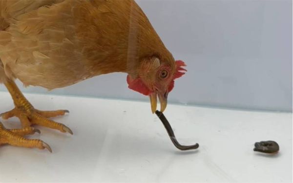 食人鸡是什么_食人鸡真的吃人吗-第3张图片-山城妙识 食人鸡是什么_食人鸡真的吃人吗-第3张图片-山城妙识