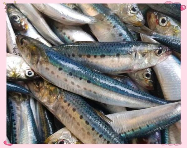 沙丁鱼长什么样_沙丁鱼图片特征-第1张图片-山城妙识 沙丁鱼长什么样_沙丁鱼图片特征-第1张图片-山城妙识