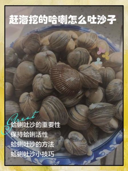 超大蛤蜊怎么清洗_超大蛤蜊怎么吐沙-第1张图片-山城妙识 超大蛤蜊怎么清洗_超大蛤蜊怎么吐沙-第1张图片-山城妙识